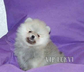 VIP LEKVI. იყიდება პომერანული შპიცის დათუნია ლეკვები.